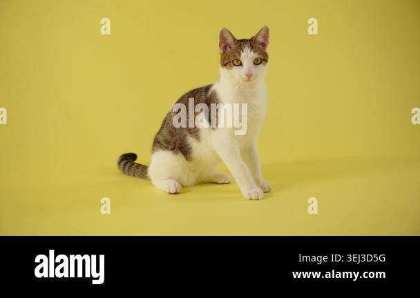 A tabby and white cat sits calmly on a yellow studio background. Alert ...