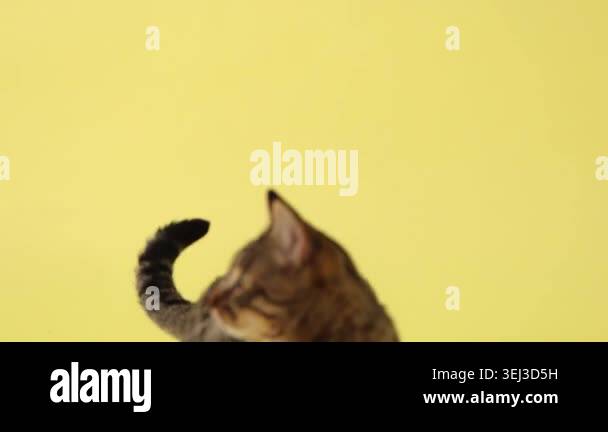 A tabby cat ears appear above a yellow studio surface indoors. Funny ...