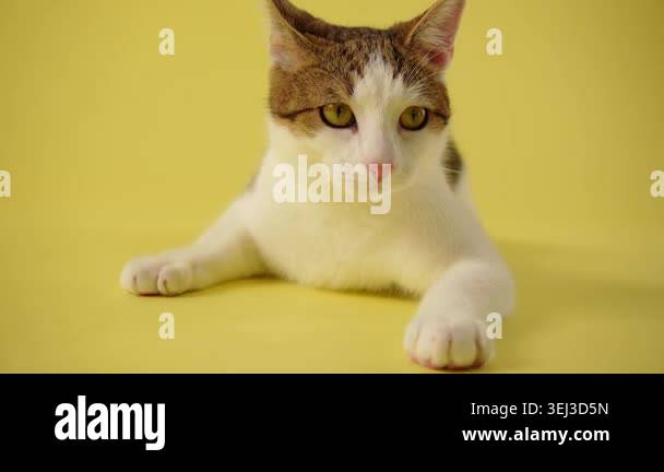 A tabby and white cat looks toward camera on a yellow studio background ...