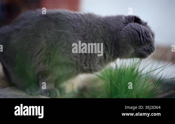 Close up side view of a fluffy grey cat eating fresh green grass ...