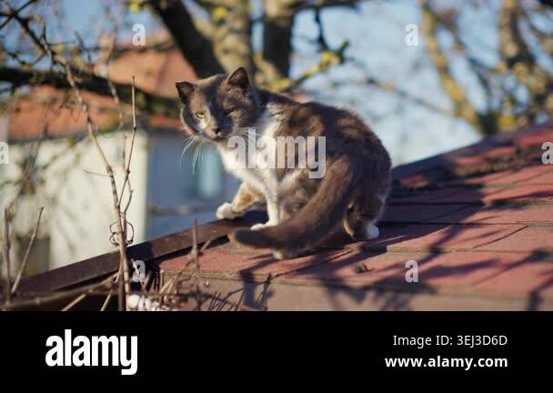 A grey and white domestic cat stands on a red tiled roof in warm ...