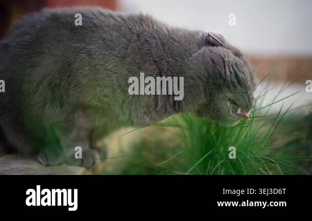 Close up side view of a fluffy grey cat eating fresh green grass ...