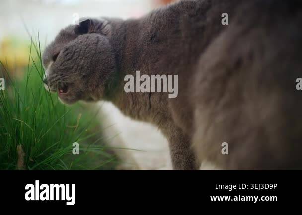 Close up side view of a fluffy grey cat eating fresh green grass ...
