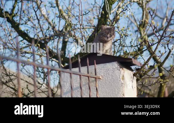 A grey domestic cat sits on top of a small metal roofed structure ...