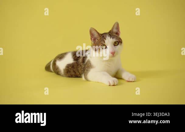 A tabby and white cat lies on a yellow studio background indoors ...