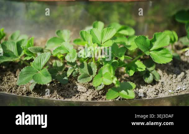Close up of young strawberry plants with bright green serrated leaves ...