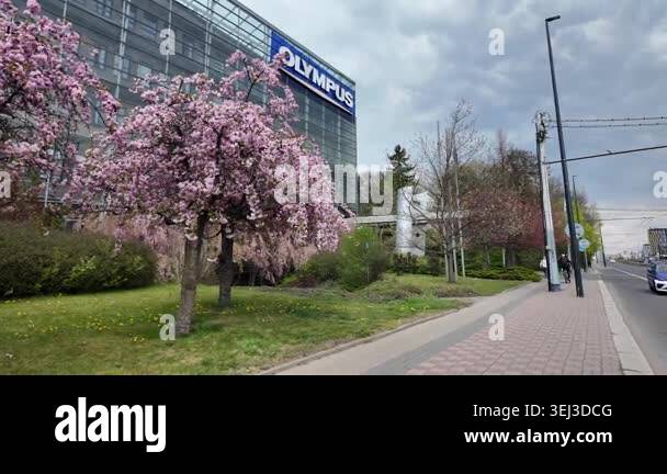 Prague, Czech Republic - April 16, 2026 - Blooming cherry trees line a ...