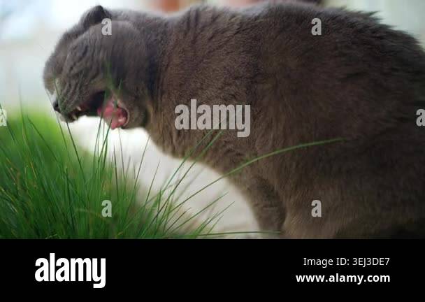 Close up side view of a fluffy grey cat eating fresh green grass ...