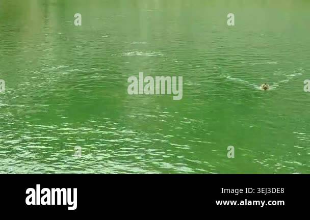 A duck swimming from one bank to the other in a green river. A ...