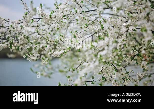 Close up cinematic shot of white cherry blossoms blooming on thin tree ...
