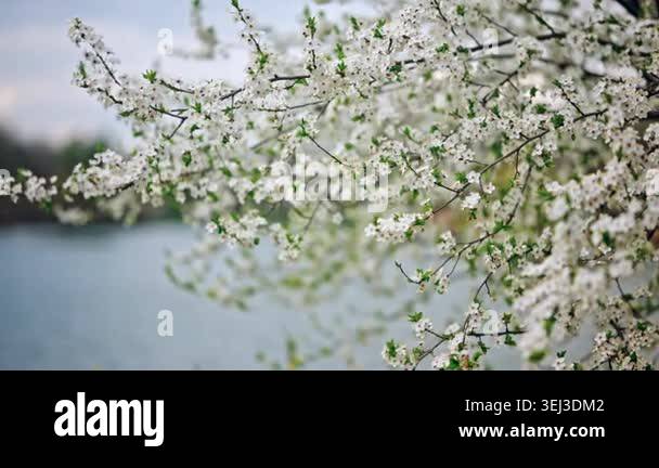 Close up cinematic shot of white cherry blossoms blooming on thin tree ...