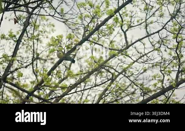 Wide shot of a pigeon perched on tree branches with fresh green leaves ...