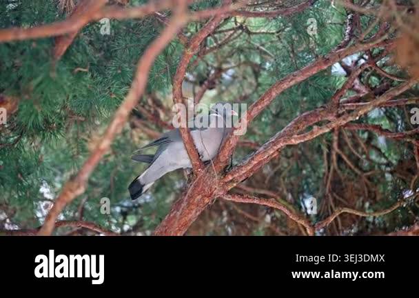 Close up of a wood pigeon perched on pine tree branches, surrounded by ...