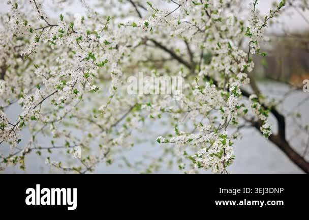 Close up cinematic shot of white cherry blossoms blooming on thin tree ...