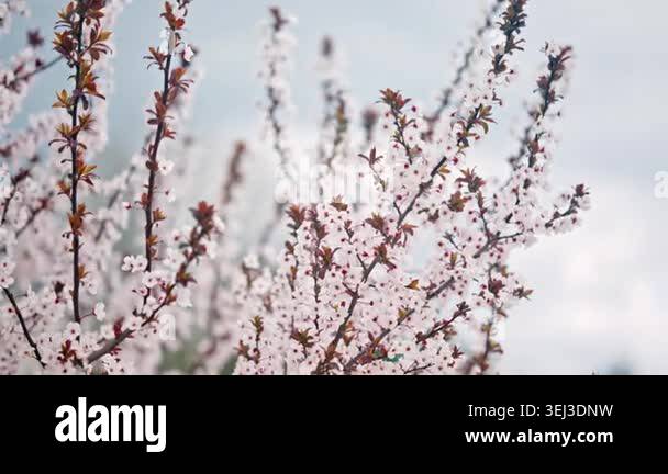 Close up of light pink blossoms with reddish centers and emerging ...