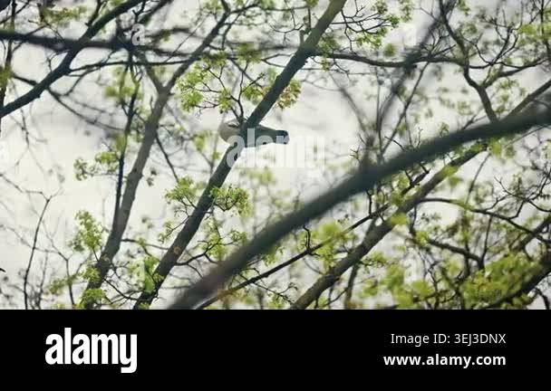 Wide shot of a pigeon perched on tree branches with fresh green leaves ...