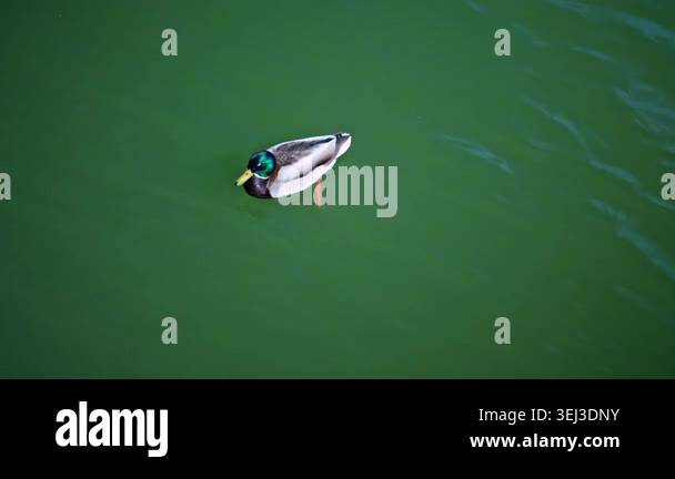 Top down shot of a male mallard duck swimming on still green water ...