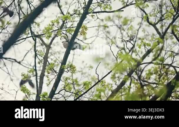 Wide shot of a pigeon perched on tree branches with fresh green leaves ...