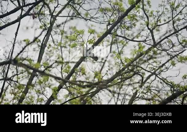 Wide shot of a pigeon perched on tree branches with fresh green leaves ...