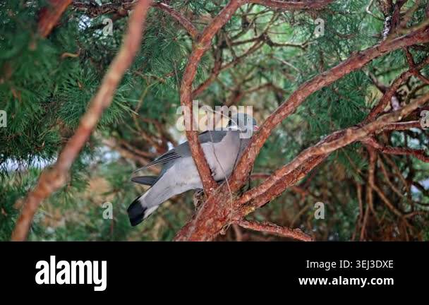 Close up of a wood pigeon perched on pine tree branches, surrounded by ...