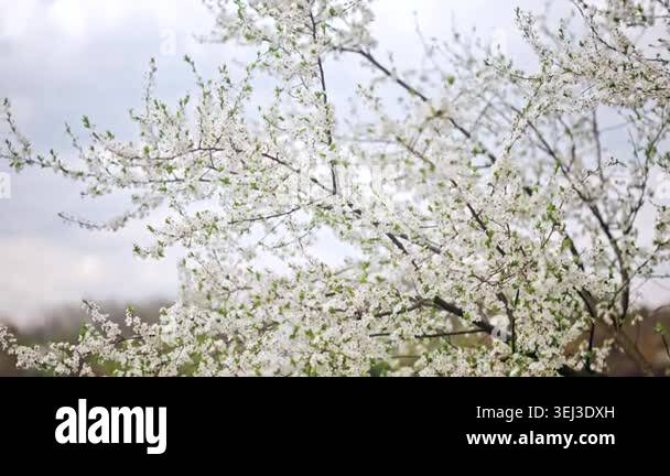 Close up cinematic shot of white cherry blossoms blooming on thin tree ...