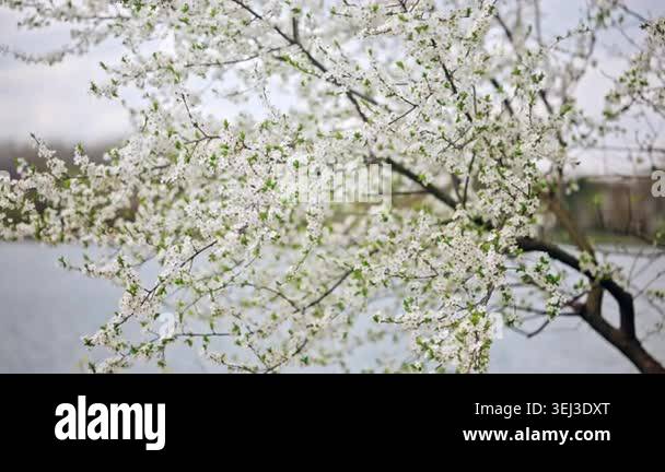 Close up cinematic shot of white cherry blossoms blooming on thin tree ...