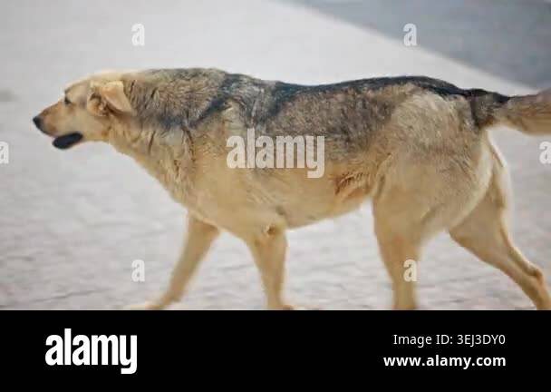 Side view of a medium sized mixed breed stray dog walking along a paved ...