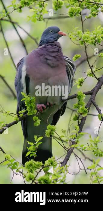 A pigeon perched on a tree branch with fresh green leaves, captured in ...