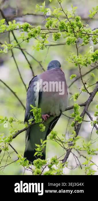 A pigeon perched on a tree branch with fresh green leaves, captured in ...