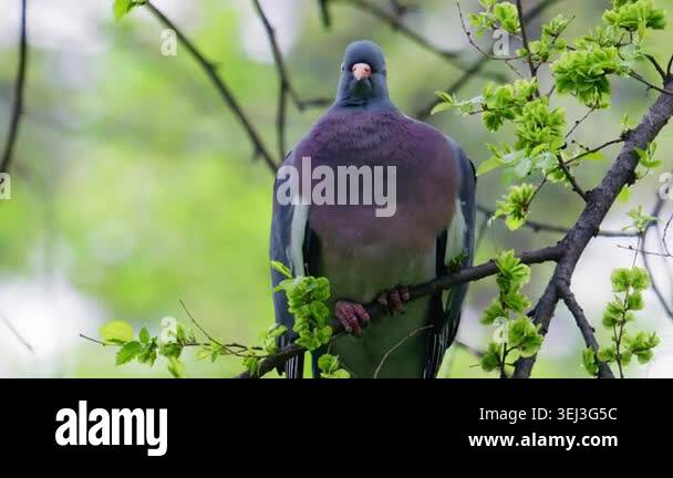 A pigeon perched on a tree branch with fresh green leaves, captured in ...