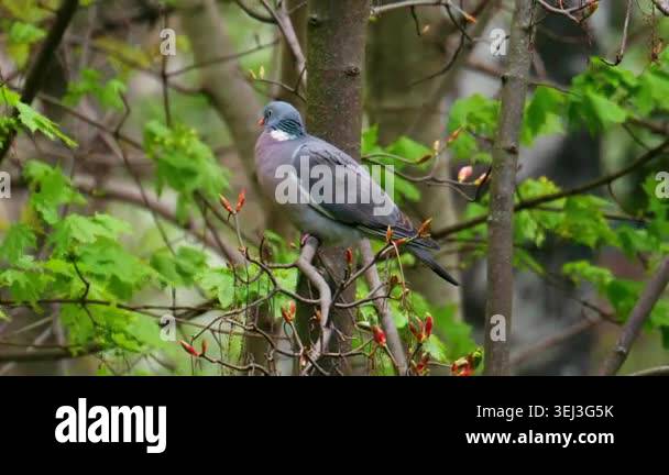 A pigeon standing on a tree branch among multiple thin branches and ...