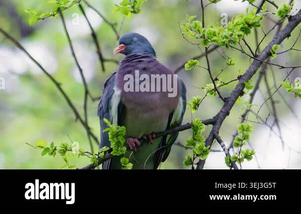 A pigeon perched on a tree branch with fresh green leaves, captured in ...