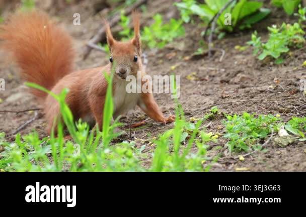A red squirrel standing on the ground in a forest area, alert and ...