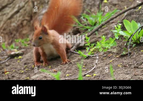 A red squirrel standing on the ground in a forest area, alert and ...
