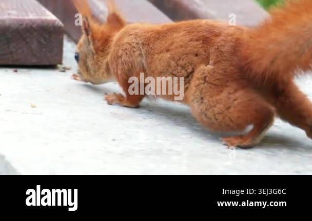 A red squirrel walking on a paved surface near wooden structures ...