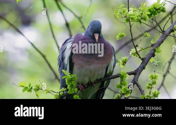 A pigeon perched on a tree branch with fresh green leaves, captured in ...