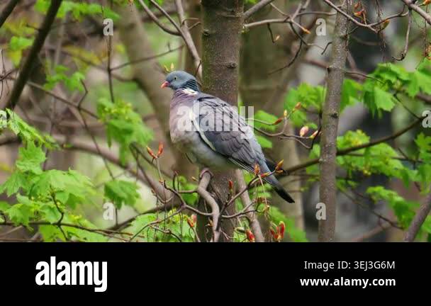 A pigeon standing on a tree branch among multiple thin branches and ...