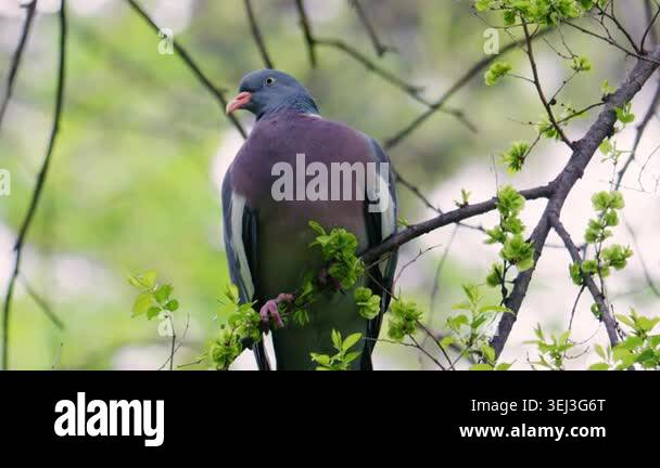 A pigeon perched on a tree branch with fresh green leaves, captured in ...