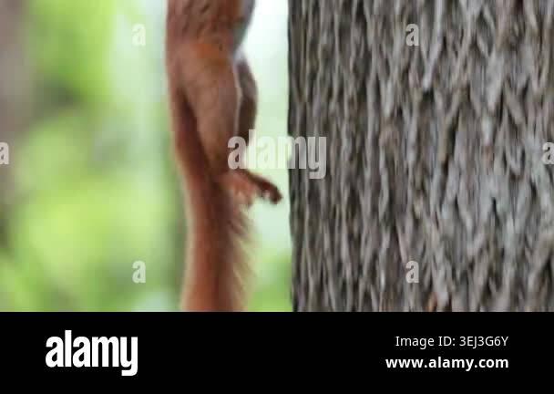 A red squirrel climbing a tree trunk while holding food in its mouth in ...