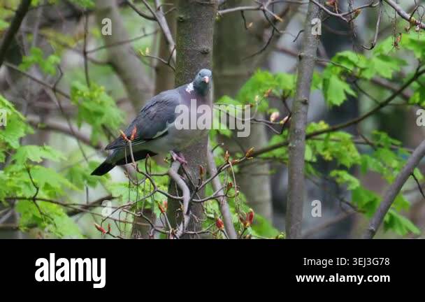A pigeon standing on a tree branch among multiple thin branches and ...