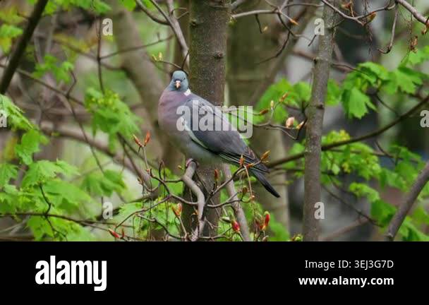 A pigeon standing on a tree branch among multiple thin branches and ...