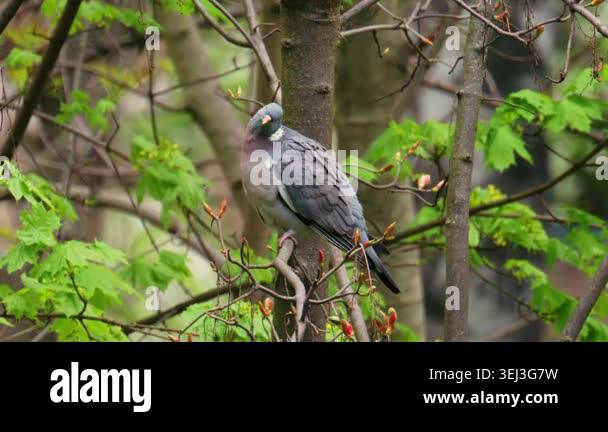 A pigeon standing on a tree branch among multiple thin branches and ...