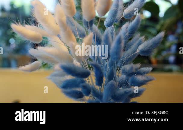 Close up of soft, fluffy dried plants in shades of light blue and beige ...