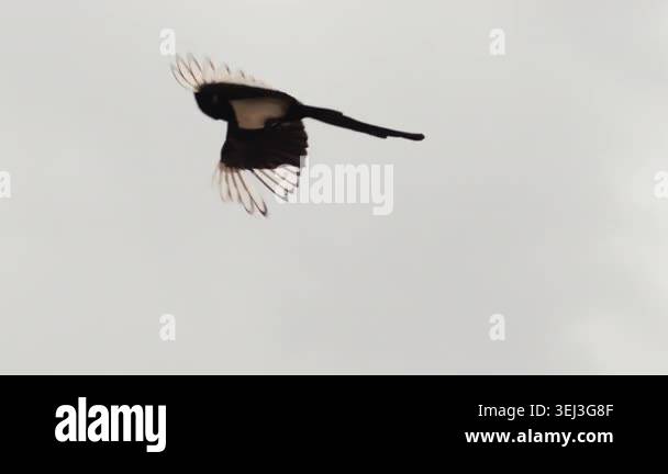 A bird with black and white feathers is captured mid flight against a ...