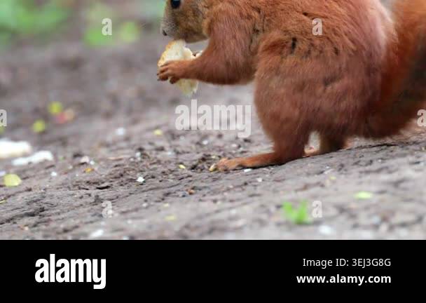 A red squirrel standing on the ground in a forest area, alert and ...
