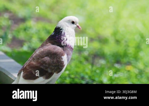 A close up of a pigeon with a white head and brown body standing ...