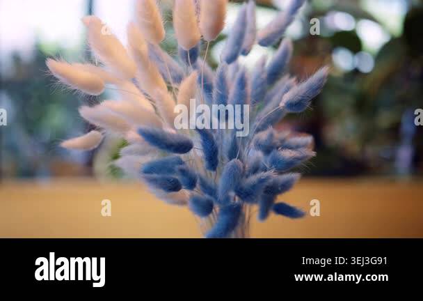 Close up of soft, fluffy dried plants in shades of light blue and beige ...