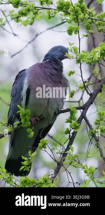 A pigeon perched on a tree branch with fresh green leaves, captured in ...