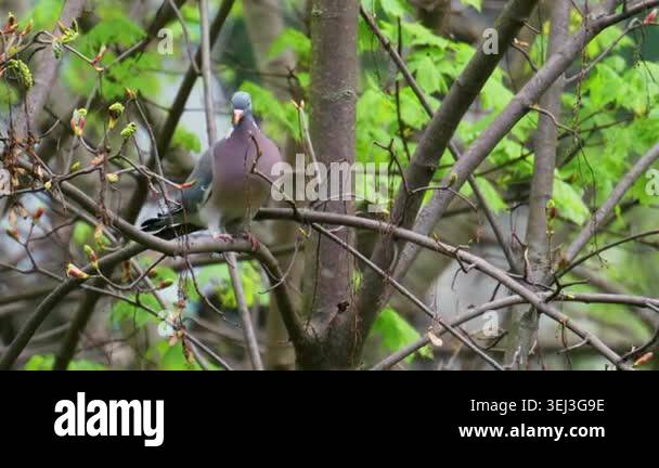 A pigeon standing on a tree branch among multiple thin branches and ...