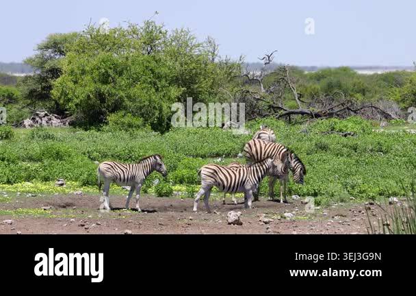 Small herd of plains zebras (Equus burchelli) in natural habitat ...